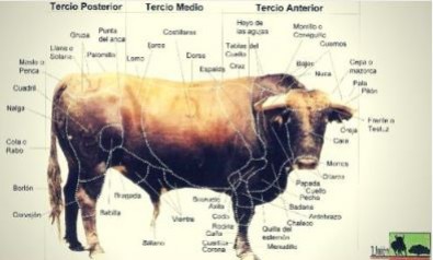 Anatomía De Un Toro El Cráneo De Toro Bocina Simboliza: Vector De